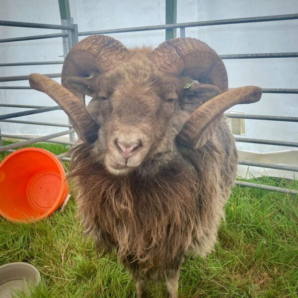 Dorset County Show: Farming, Food and Fun this September – inDorset