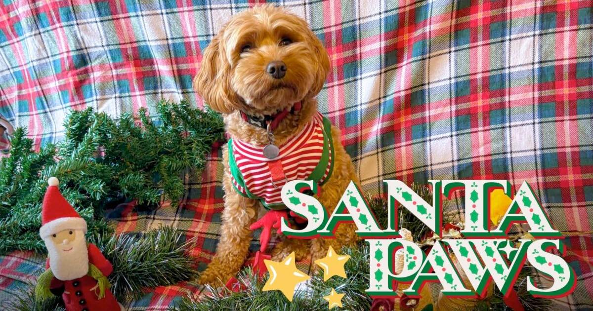 Santa Paws! – inDorset